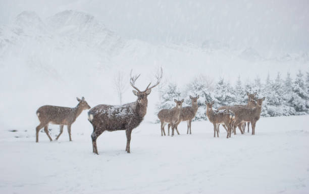Deer Snow Pictures | Download Free Images on Unsplash