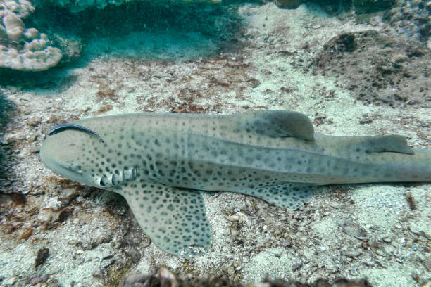 dorsal-fin Premium Photos, Pictures and Images by Istock