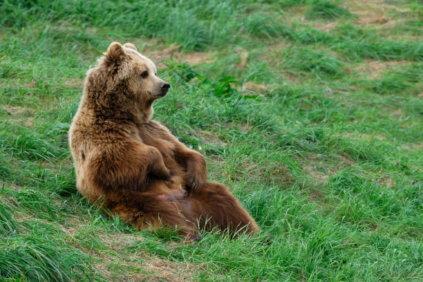 Free Stock Photo of Brown Bear Sitting Back in Grass Field | Download ...