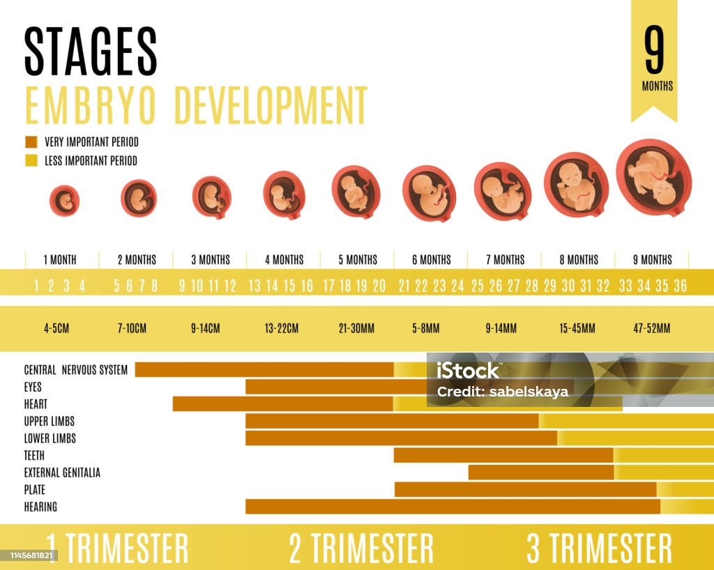 Embryo Development Month And Trimester Stages Vector Illustration Stock