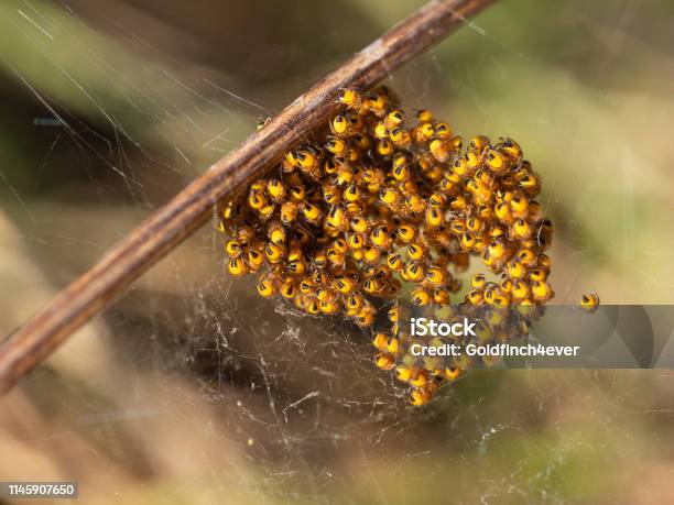 Labalaba Penenun Orb Bayi Labalaba Di Sarang Kuning Dan Hitam Makro ... Labalaba Penenun Orb Bayi Labalaba Di Sarang Kuning Dan Hitam Makro ...