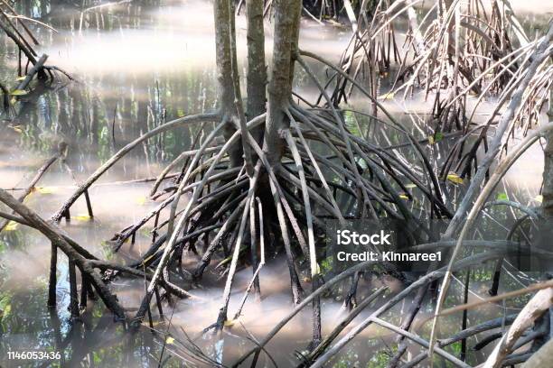 Akar Mangrove Di Hutan Mangrove Pranburi National Forest Park Thailand