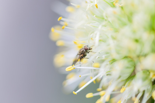 Lalat Biasa Duduk Di Bunga Bawang Fotografi Makro Horizontal Foto Stok ... Lalat Biasa Duduk Di Bunga Bawang Fotografi Makro Horizontal Foto Stok ...
