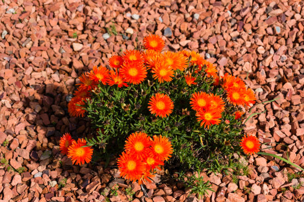'orange ice plant' on skitterphoto
