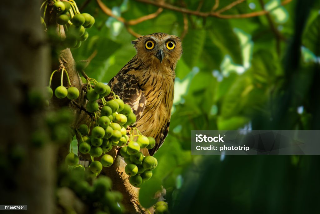 Buffy Fish Owl Ketupa Ketupu Atau Burung Hantu Ikan Melayu Adalah ... Buffy Fish Owl Ketupa Ketupu Atau Burung Hantu Ikan Melayu Adalah ...