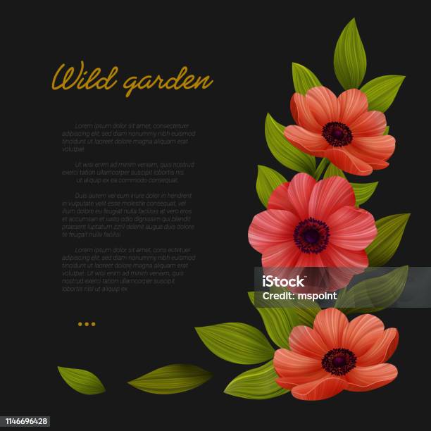 Bunga Template Spanduk Web Dengan Poppy Merah Di Latar Belakang Hitam