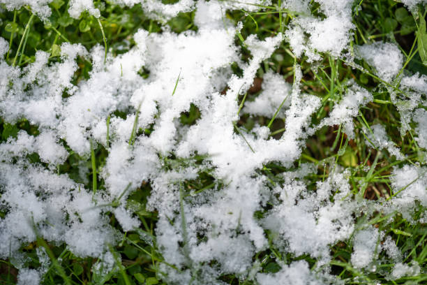 Melting Snow Pictures | Download Free Images on Unsplash