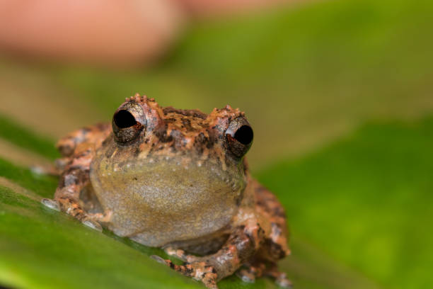 Kermit Pictures | Download Free Images on Unsplash