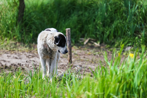 Dog Chained To A Pole Looking Sad Surrounded By Green Vegetation Stock ... Dog Chained To A Pole Looking Sad Surrounded By Green Vegetation Stock ...