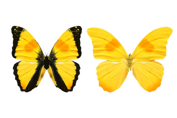 1000+ Yellow Butterfly Pictures | Download Free Images on Unsplash