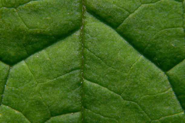 Free picture: Macro photograph of rough green leaf surface decomposing
