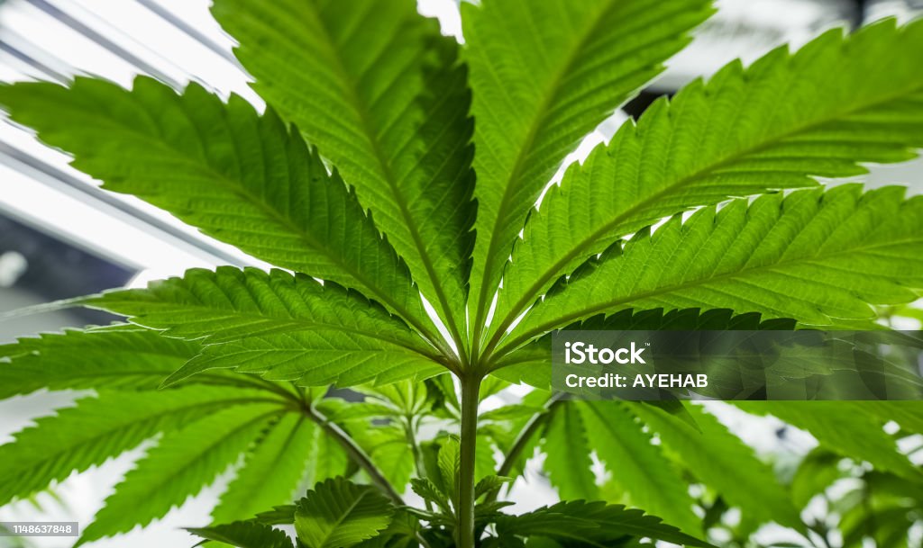 Alien Og Cannabis Fan Leaf Underside Stock Photo - Download Image Now ... Alien Og Cannabis Fan Leaf Underside Stock Photo - Download Image Now ...