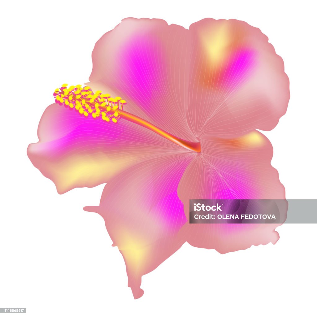 Beautiful Hibiscus Flower Stock Illustration Download Image Now