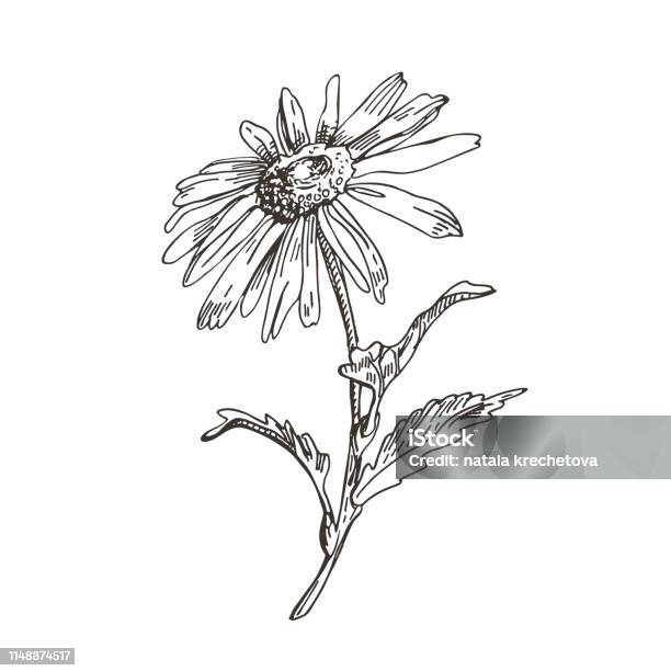 Ilustración de Imagen Vectorial De Margarita Flor Dibujo De Estilo De ... Ilustración de Imagen Vectorial De Margarita Flor Dibujo De Estilo De ...