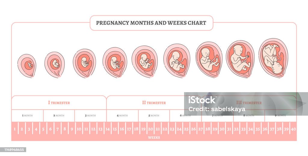 Pregnancy Month Weeks And Trimesters Chart With Stages Of Embryo