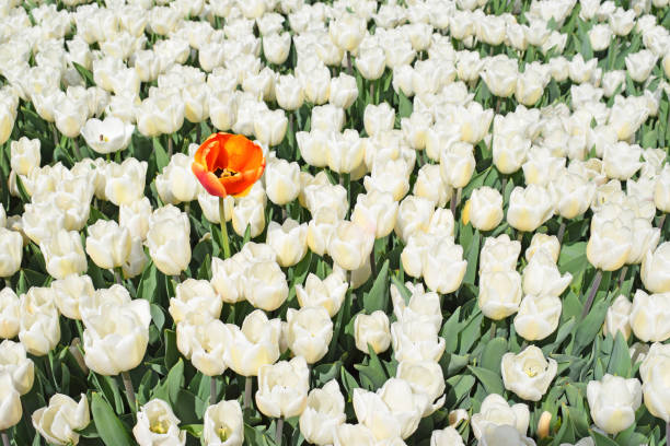 Free Stock Photo of Field of White Tulips in Front of Building ...