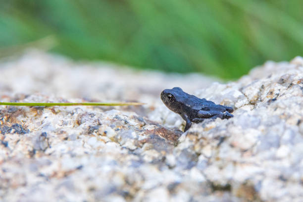 Free Stock Photo of Small Black Frog on Rocky Ground | Download Free ...