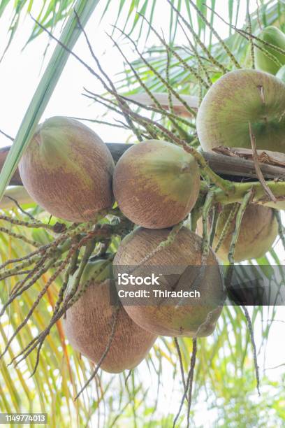 Pohon Kelapa Adalah Luar Biasa Foto Stok - Unduh Gambar Sekarang - Alam ... Pohon Kelapa Adalah Luar Biasa Foto Stok - Unduh Gambar Sekarang - Alam ...