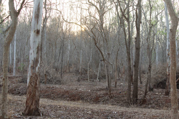 Dry Forest Pictures | Download Free Images on Unsplash