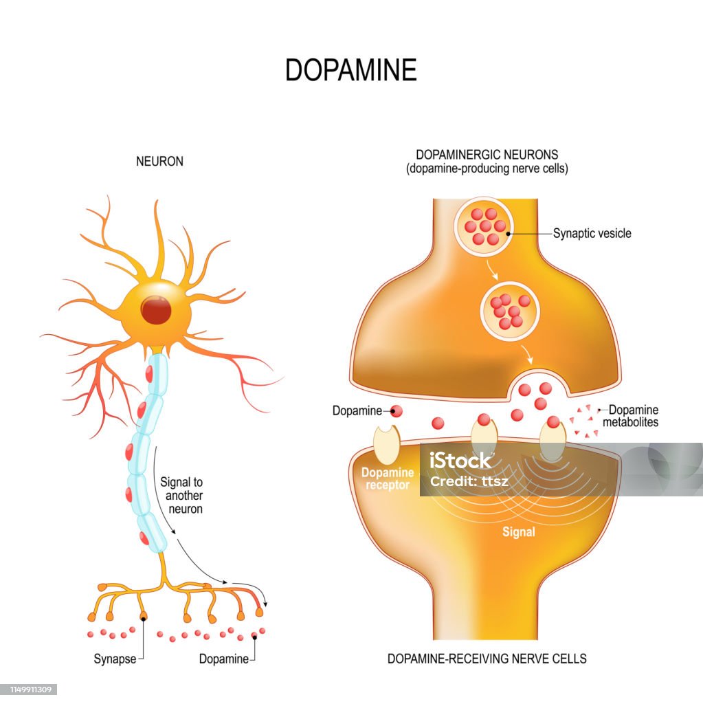 Dopamine Synaptic Cleft Dopamine Synaptic Cleft