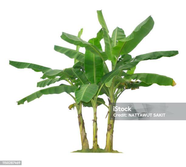 Pohon Pisang Terisolasi Dengan Jalur Kliping Foto Stok Unduh Gambar