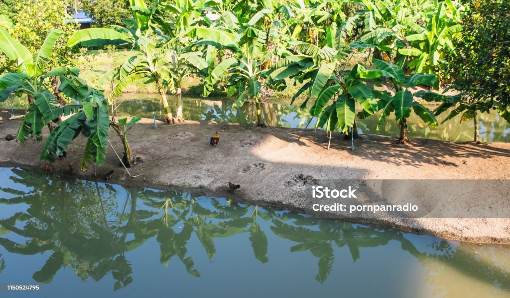 Perkebunan Pohon Pisang Dan Kanal Air Di Thailand Latar Belakang Foto Stok Unduh Gambar