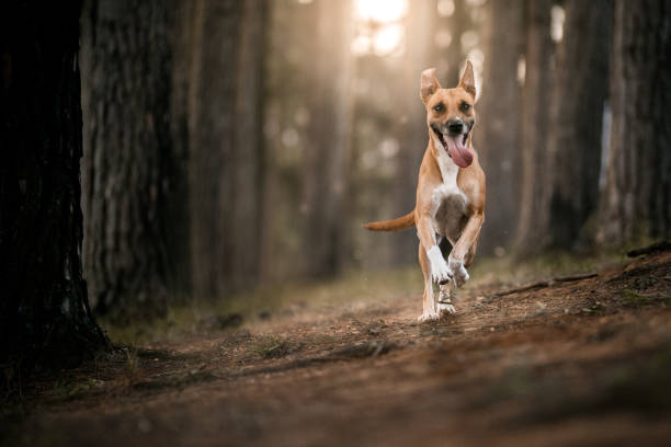 Dog In Forest Pictures | Download Free Images on Unsplash