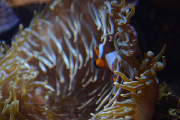 500+ Finding Nemo Pictures [HD] | Download Free Images on Unsplash