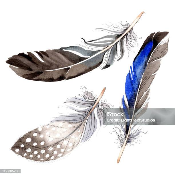 Plume Doiseau Bleu Et Noir Aquarelle De Laile Disolement Élément