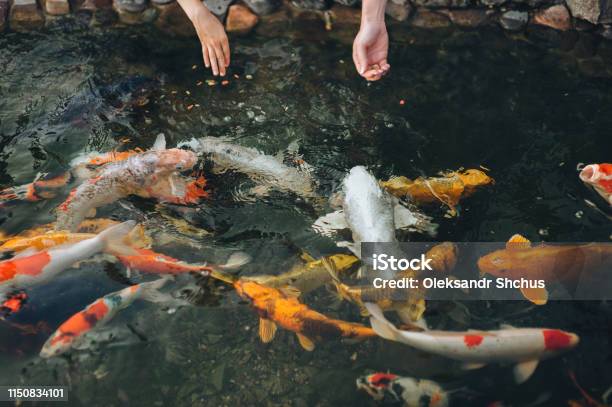 Seorang Ibu Muda Dan Anaknya Memberi Makan Ikan Koi Beraneka Warna Di ... Seorang Ibu Muda Dan Anaknya Memberi Makan Ikan Koi Beraneka Warna Di ...