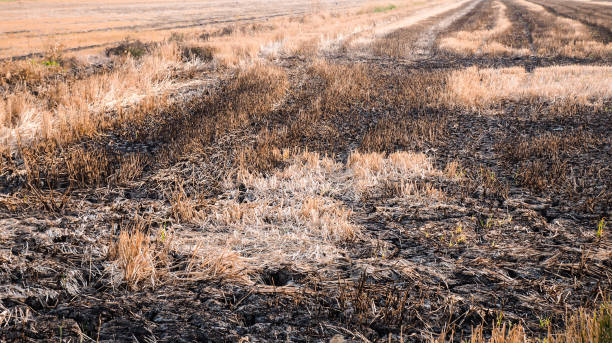 Free picture: Dry vegetation o ground and ash after fire