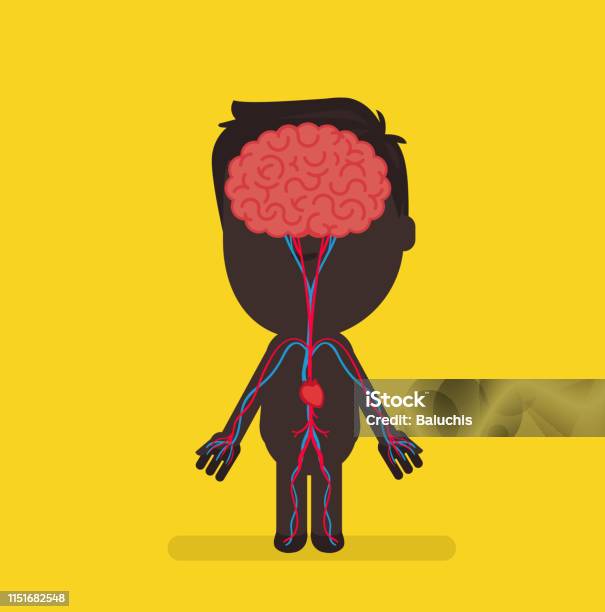 Human Body Anatomy Vector Illustration Stock Illustration Download