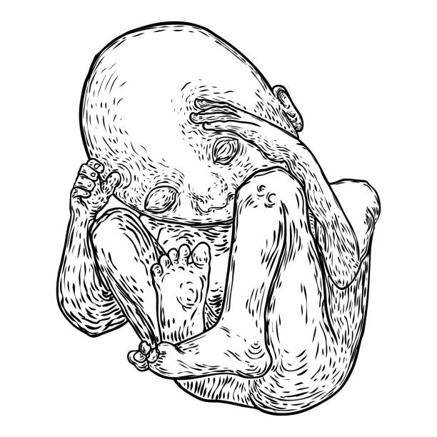140 Female Diagram Of Internal Organs Background Stock Illustrations