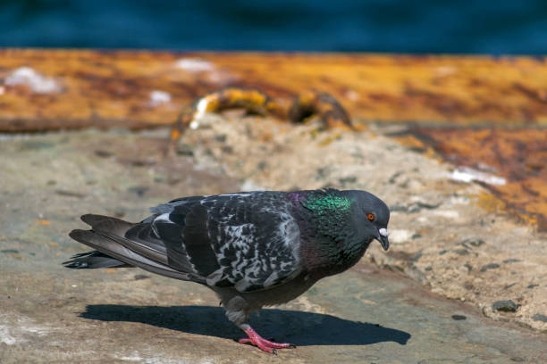 Pidgeon Pictures | Download Free Images on Unsplash