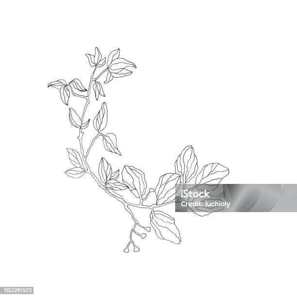 Motif De Couleurs Fabuleuses Isolé Sur Fond Blanc Vecteurs Libres De