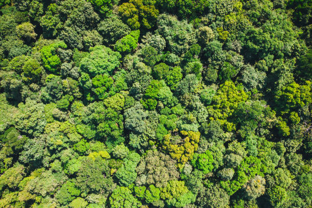Free Stock Photo of Dense Forest Canopy From Above | Download Free ...