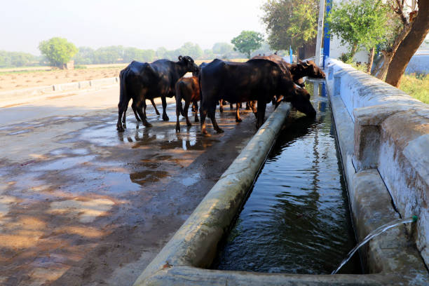 Free picture: buffalo, drinking, water, lake