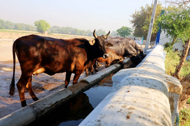 Free picture: buffalo, drinking, water, lake