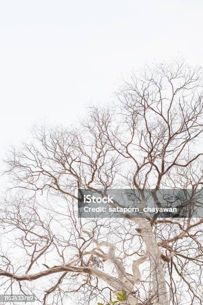 Lagerstroemia Pada Batang Pohon Kering Vertikal Foto Stok - Unduh ... Lagerstroemia Pada Batang Pohon Kering Vertikal Foto Stok - Unduh ...