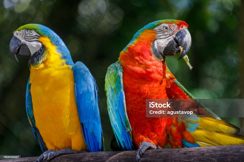 Two Parrots Macaw Tropical Bird Couple On Nature Pantanal Brazil Stock