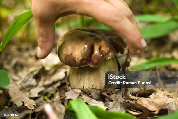 Boletus Reticulatusedible Jamur Putih Boletus Netts Ditemukan Di Hutan