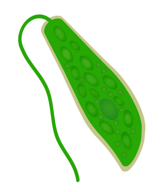 90 Euglena Stock Illustrations Royalty Free Vector Graphics And Clip Art Istock