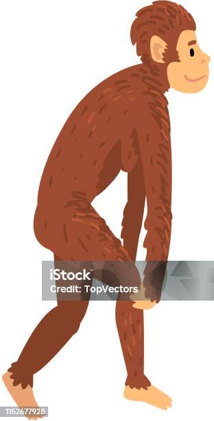 Female Australopithecus Biology Human Evolution Stage Evolutionary