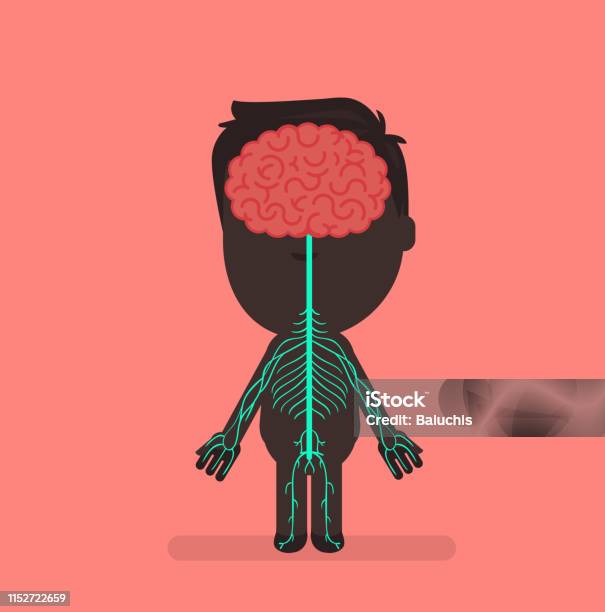 Ilustrasi Vektor Anatomi Tubuh Manusia Ilustrasi Stok Unduh Gambar