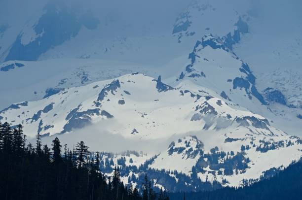 Free Stock Photo of Mount Rainer and treeline | Download Free Images ...