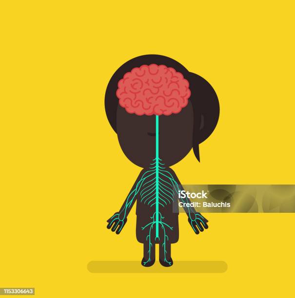 Human Body Anatomy Vector Illustration Stock Illustration Download