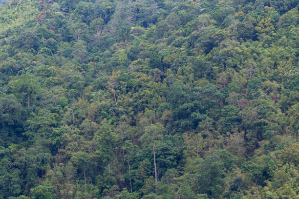 Free Stock Photo of Dense Tree-covered Hillside Next to Forest ...