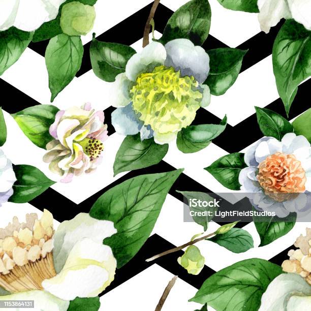 Bunga Botani Bunga Camelia Putih Ilustrasi Latar Belakang Cat Air