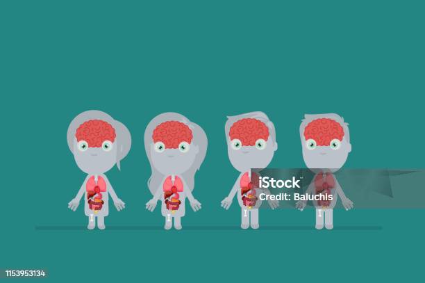 Ilustrasi Vektor Anatomi Tubuh Manusia Ilustrasi Stok Unduh Gambar
