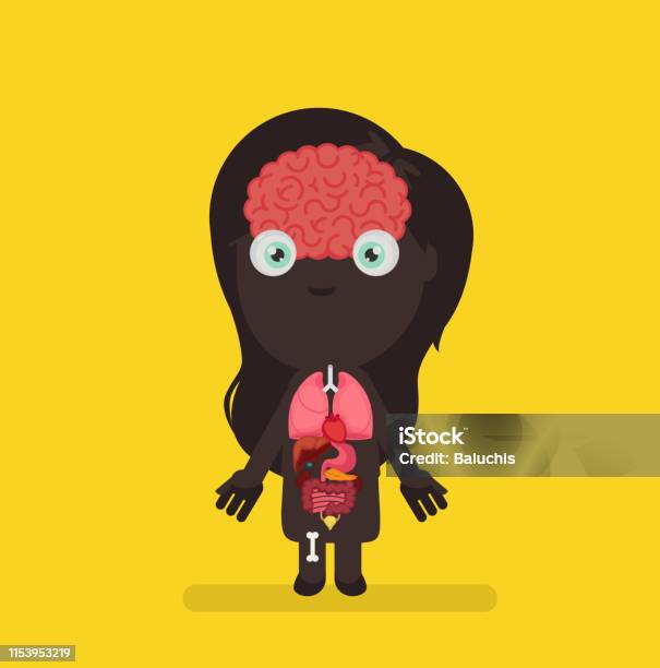 Ilustrasi Vektor Anatomi Tubuh Manusia Ilustrasi Stok Unduh Gambar